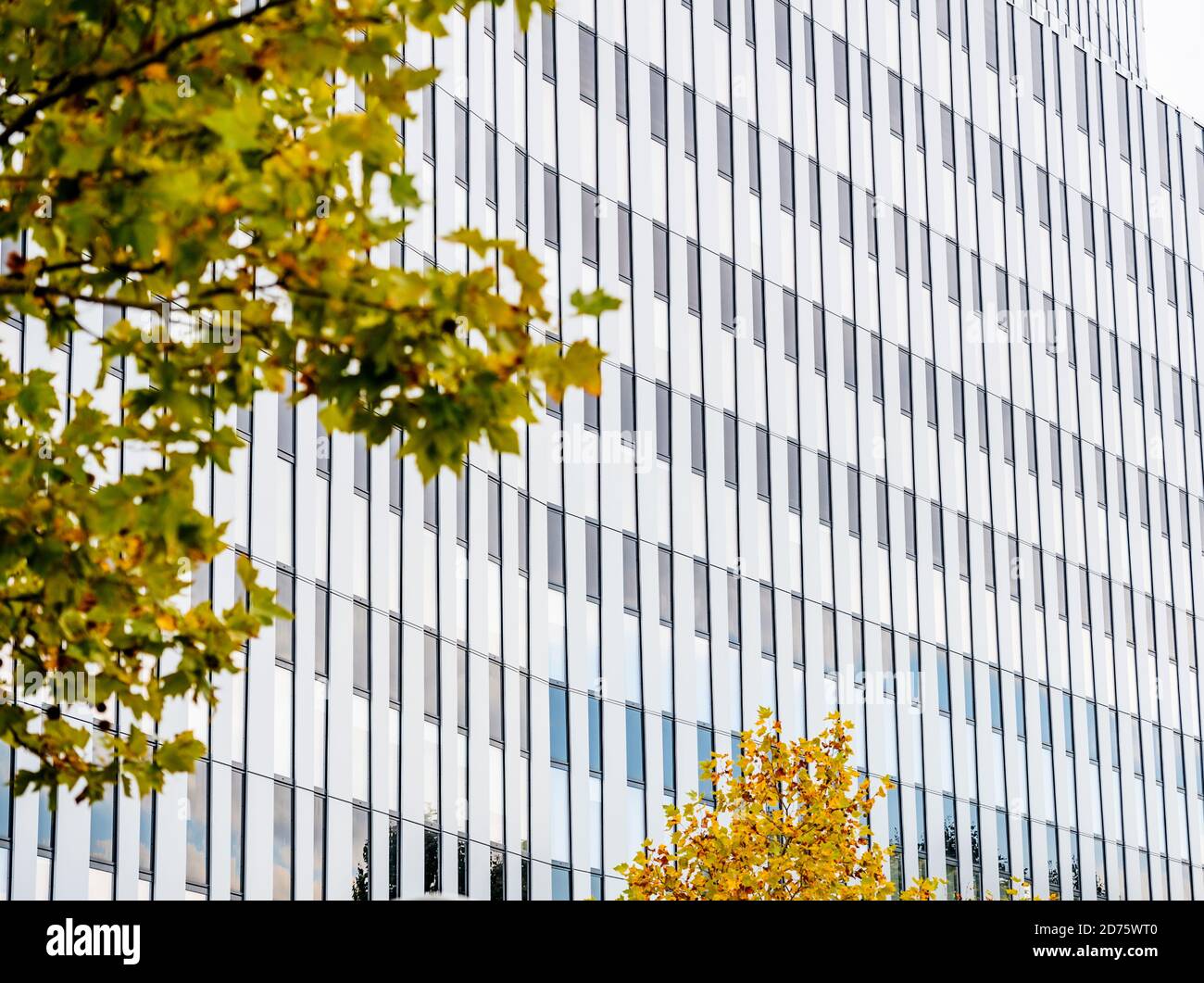 Row of multiple office window and tree branch with green leaves ...