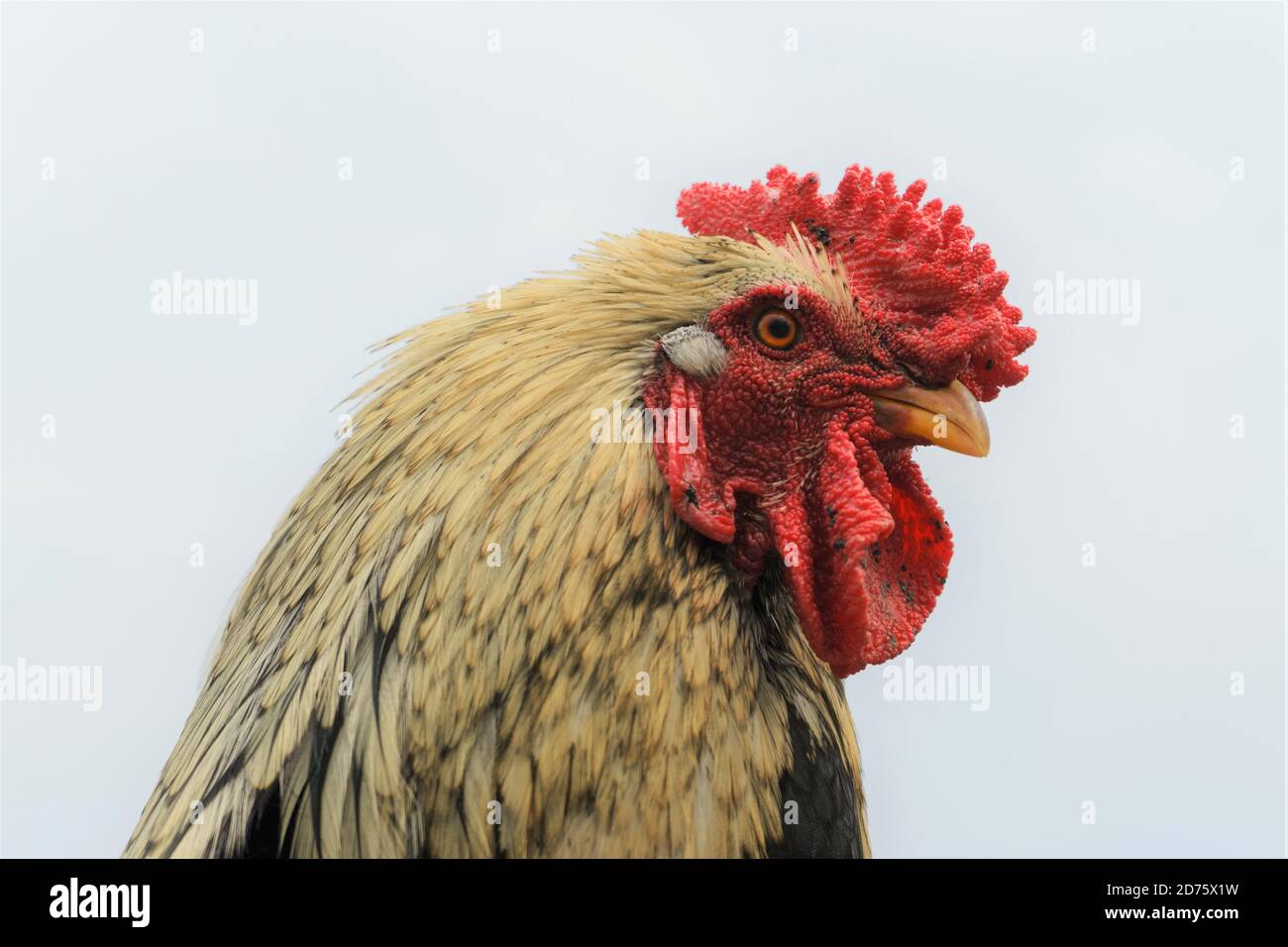Rooster comb hi-res stock photography and images - Alamy