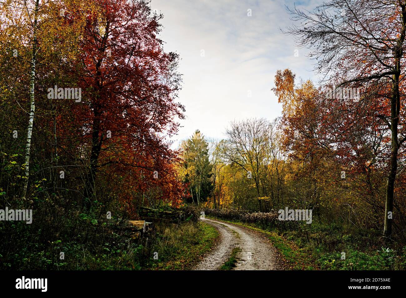 Autumn Colours, Curved Path Through Forest, Vibrant Tree Colours Stock ...
