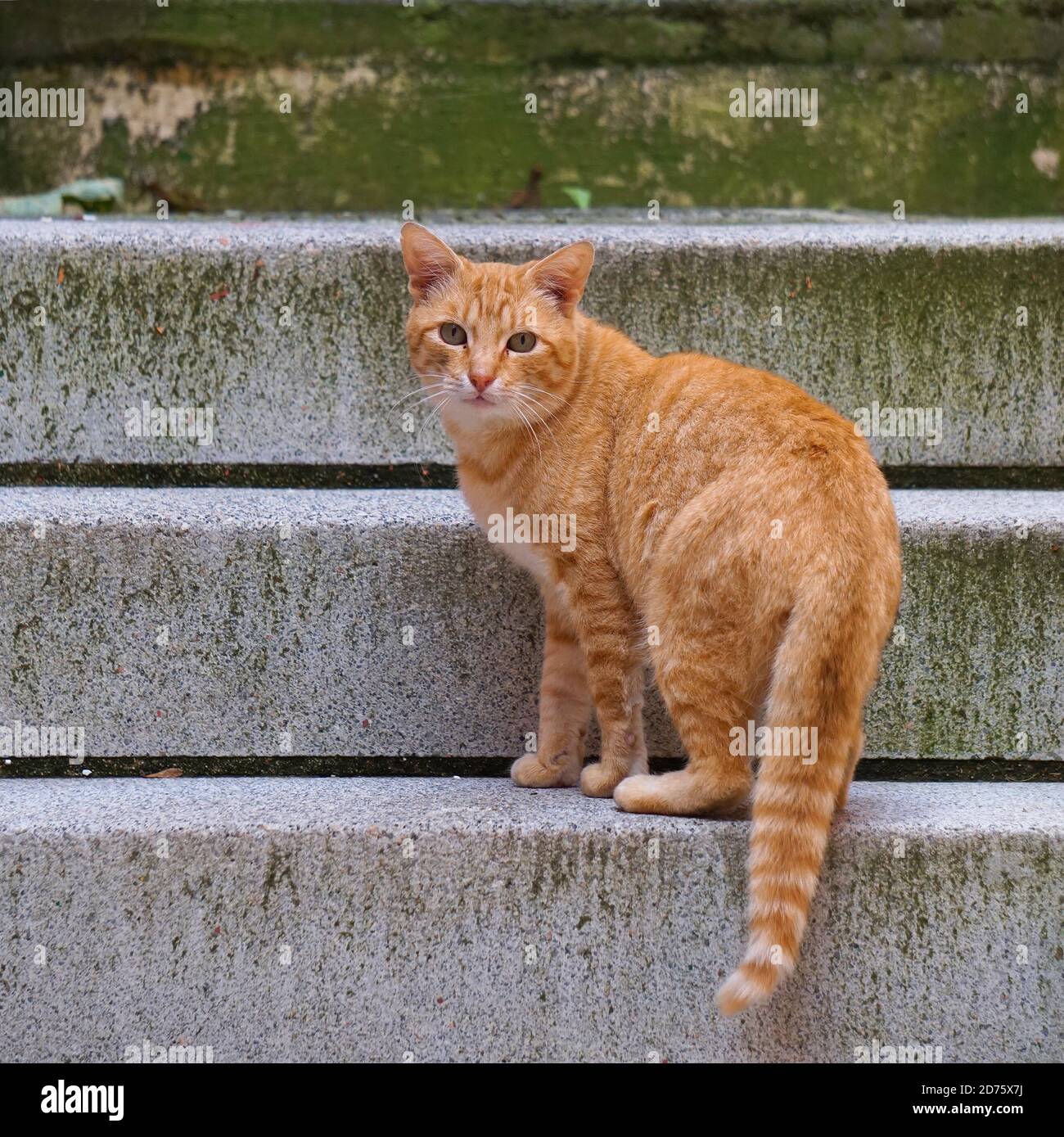 beautiful stray cat on the street Stock Photo - Alamy