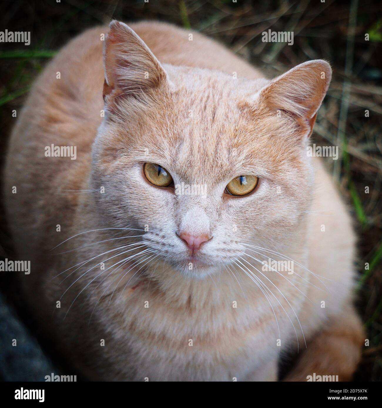 beautiful stray cat on the street Stock Photo - Alamy