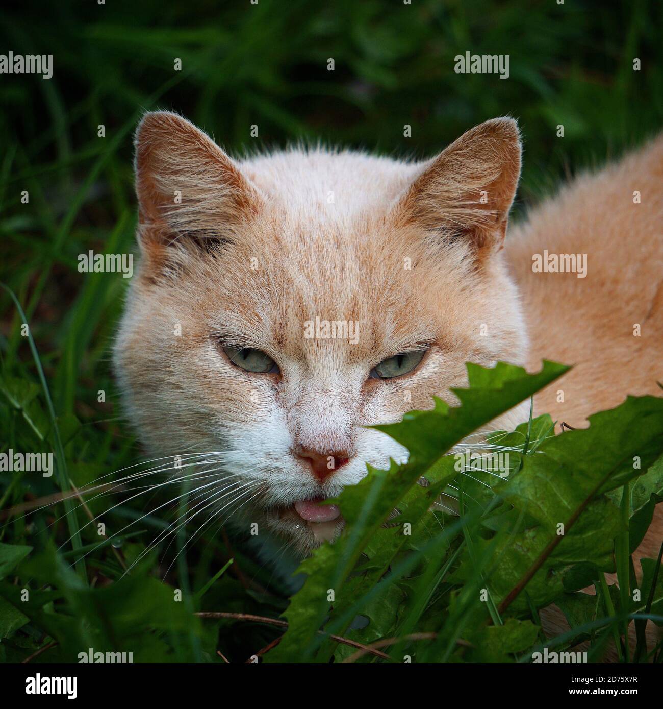 Beautiful stray cat hi-res stock photography and images - Alamy