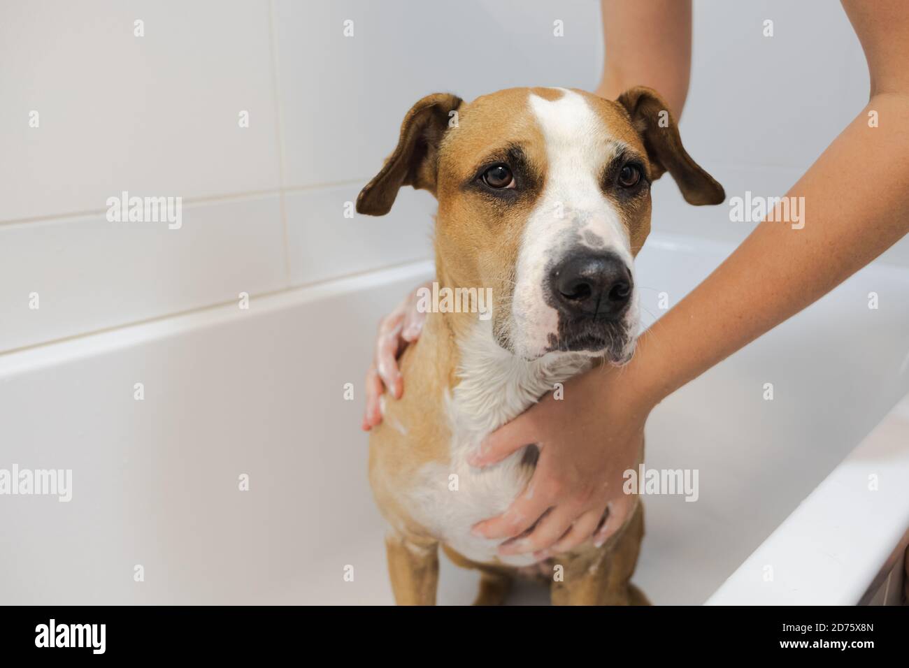 Cleaning the dog in bathroom. Taking care and hygiene of pets, human ...