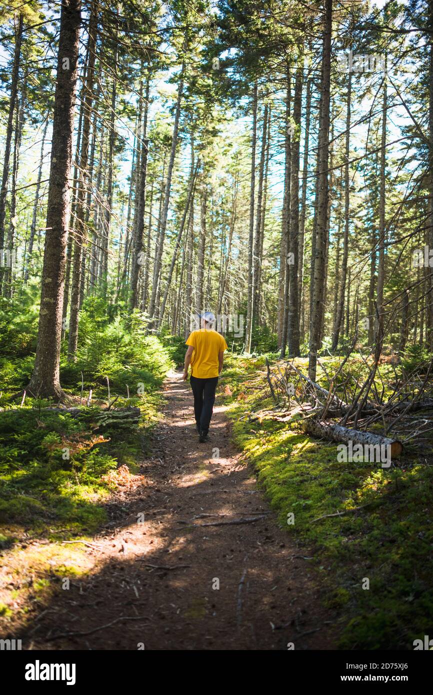 Solo man on a nature walk trail in coastal Maine Stock Photo - Alamy