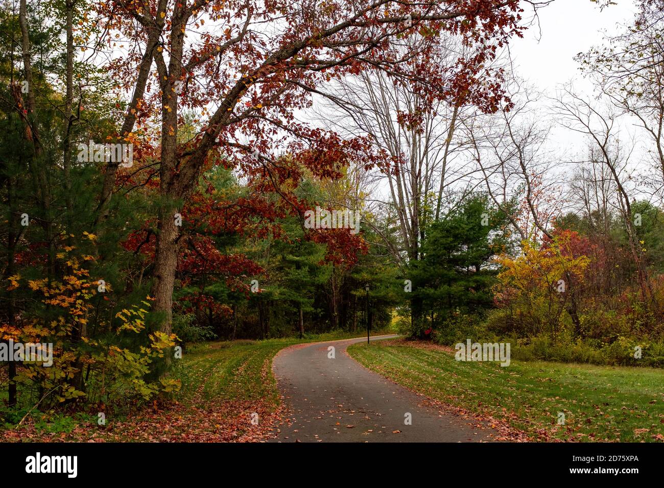 winding road curved through fall foliage Stock Photo - Alamy