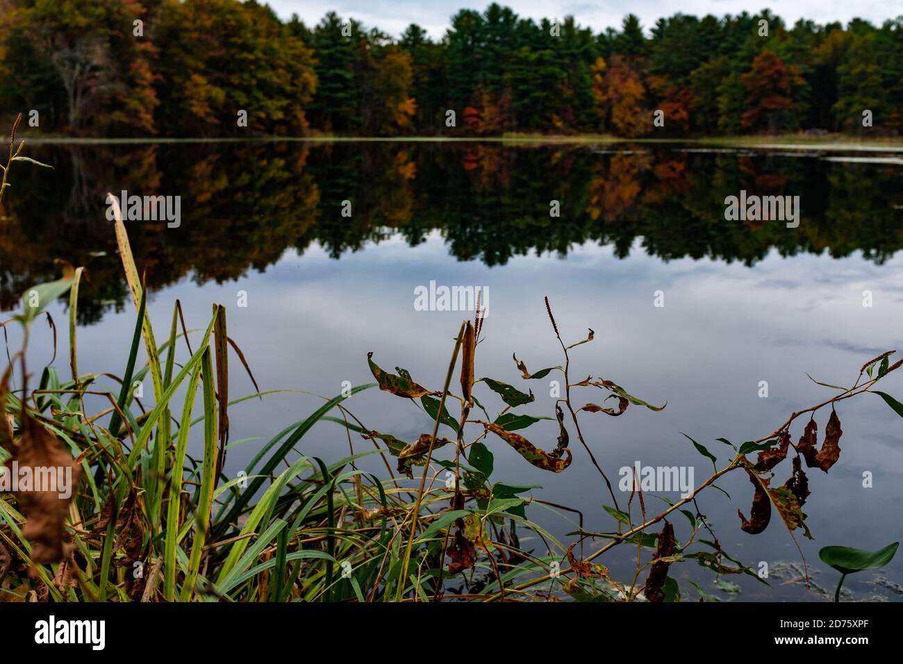 Fall foliage surrounding pond hi-res stock photography and images - Alamy