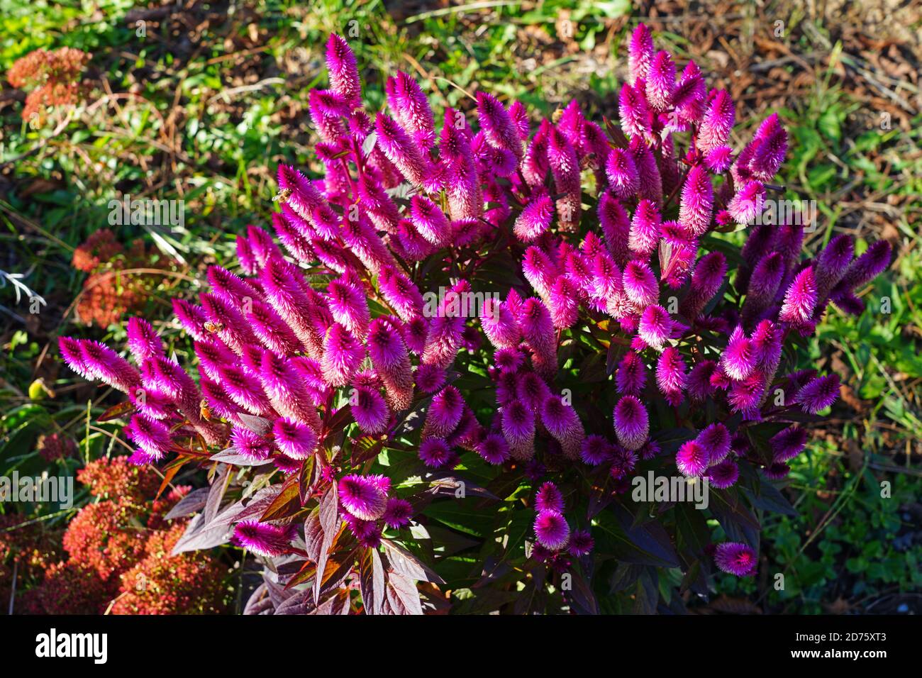 Pink spikes of celosia flowers in bloom in the fall Stock Photo - Alamy