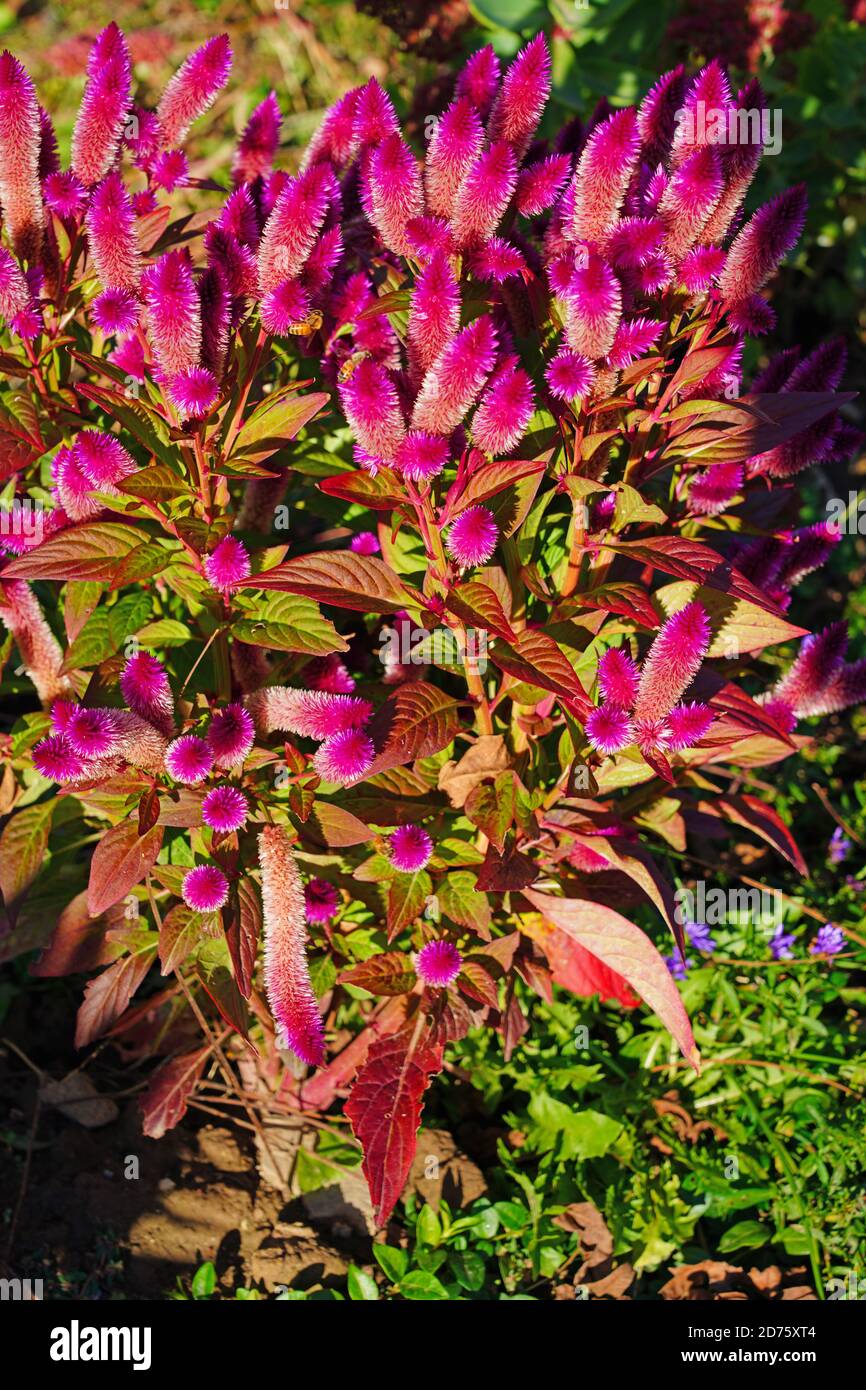 Pink spikes of celosia flowers in bloom in the fall Stock Photo - Alamy