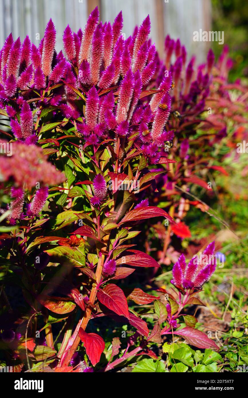 Pink spikes of celosia flowers in bloom in the fall Stock Photo - Alamy