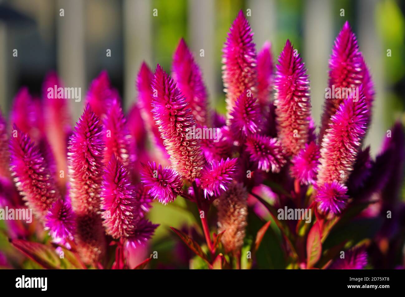 Pink spikes of celosia flowers in bloom in the fall Stock Photo - Alamy