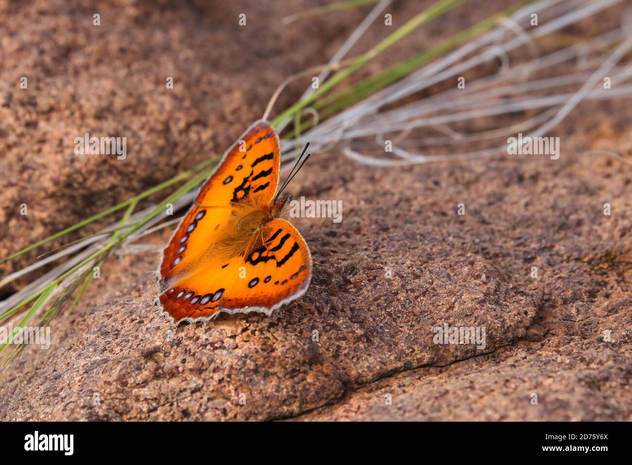 Pirate Butterfly On Granite Rock Surface (Catacroptera cloanthe ...