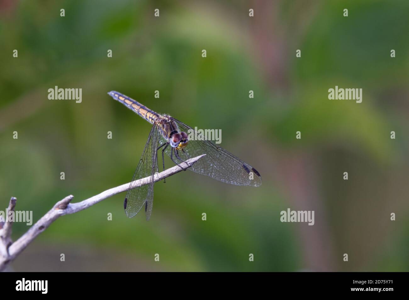 Female Navy Dropwing Dragonfly Perched On Stick (Trithemis furva Stock ...