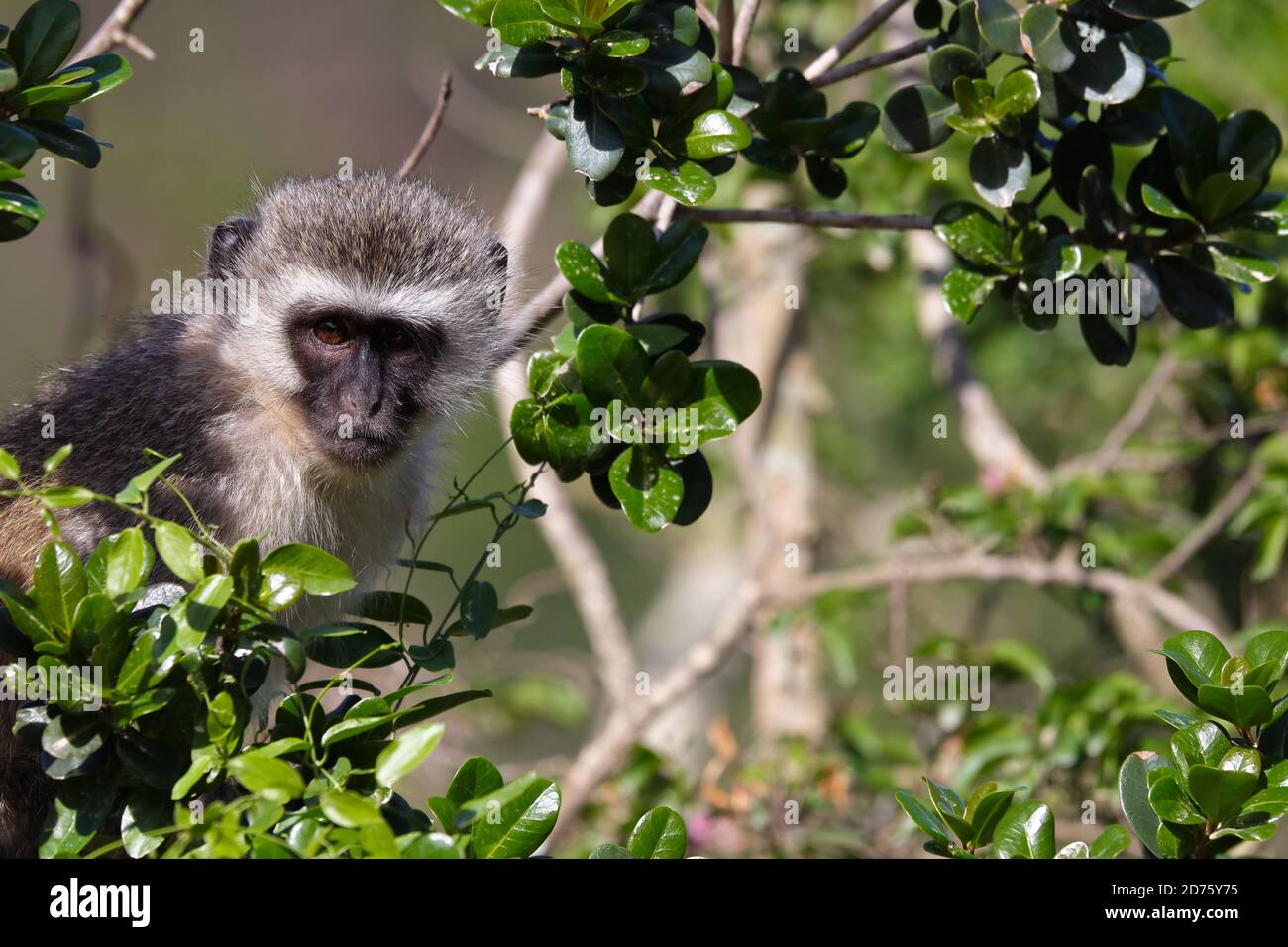 Green vervet monkeys hi-res stock photography and images - Alamy
