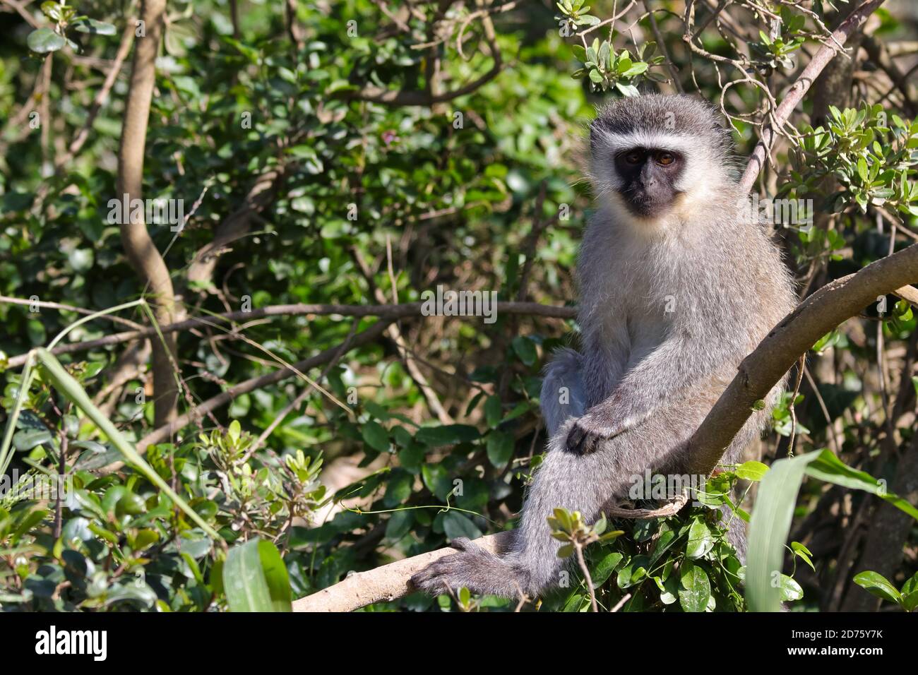 Vervet Monkey Sitting Relaxed In A Tree (Chlorocebus pygerythrus Stock ...