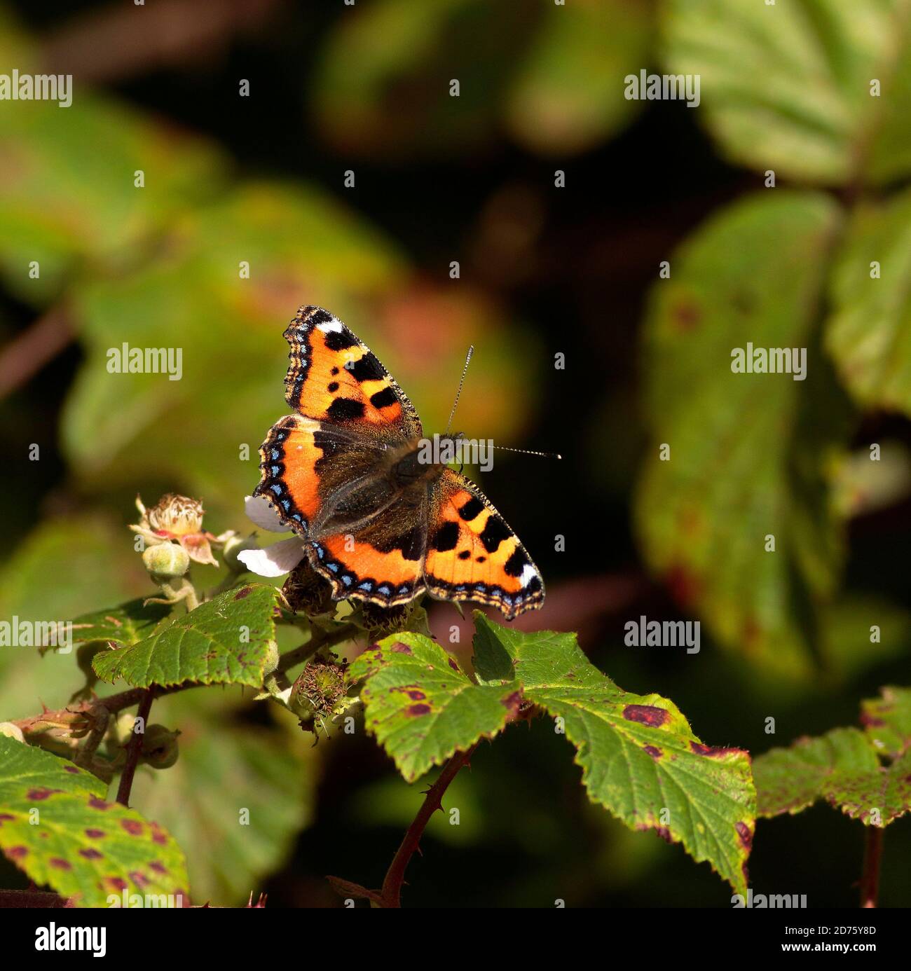 Small Tortoiseshell Butterfly Stock Photo - Alamy