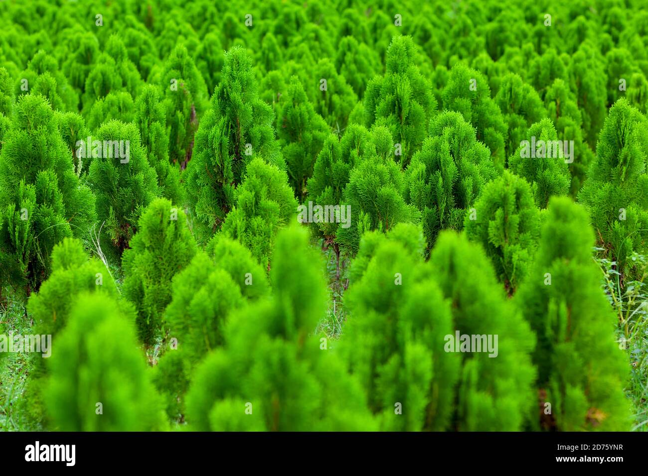 Jhau tree hi-res stock photography and images - Alamy