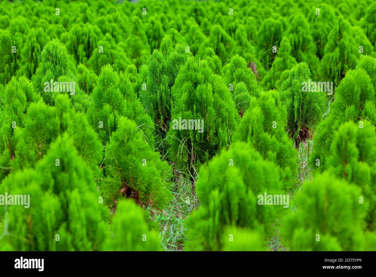 Jhau tree hi-res stock photography and images - Alamy