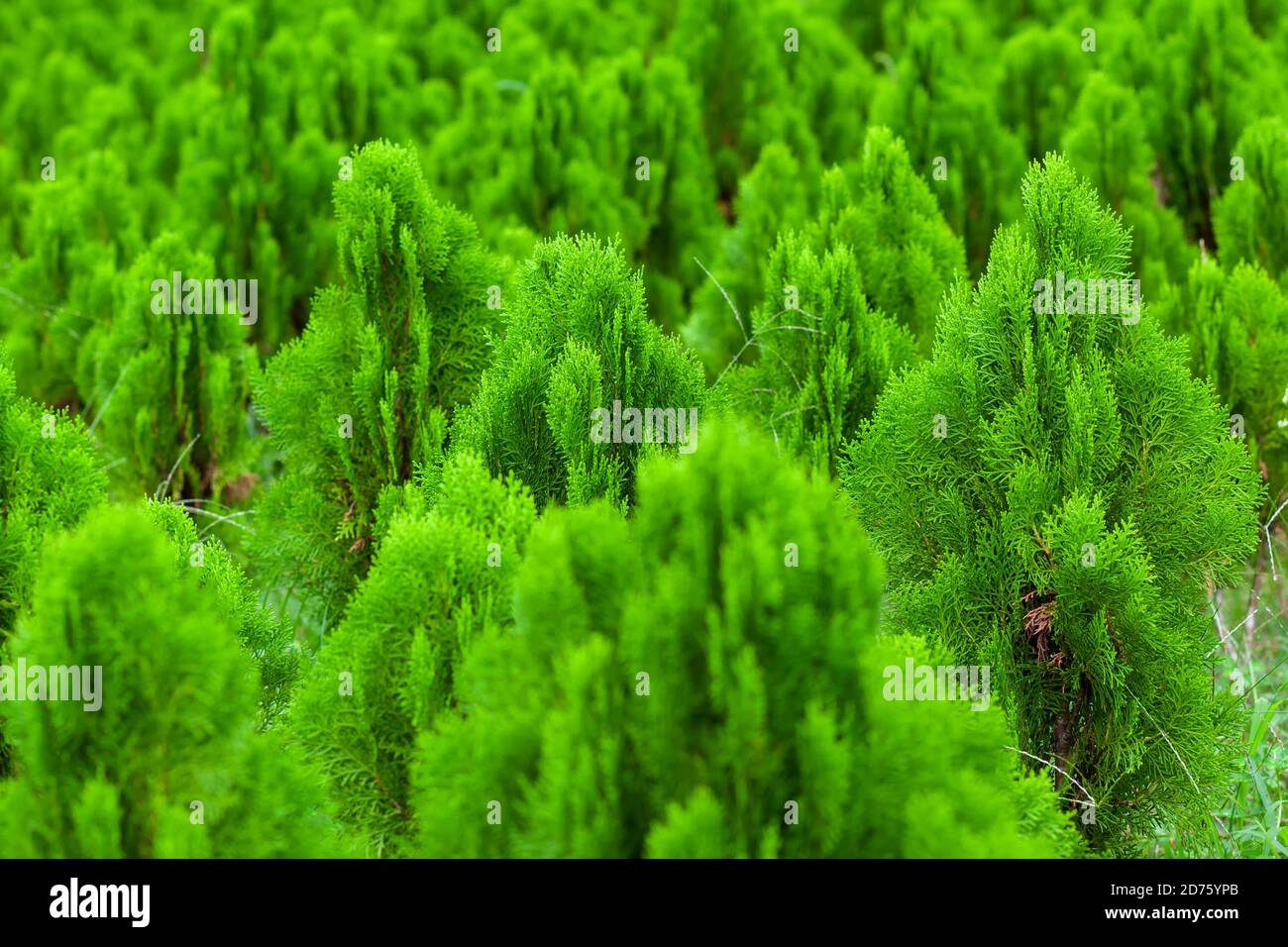 Jhau tree hi-res stock photography and images - Alamy