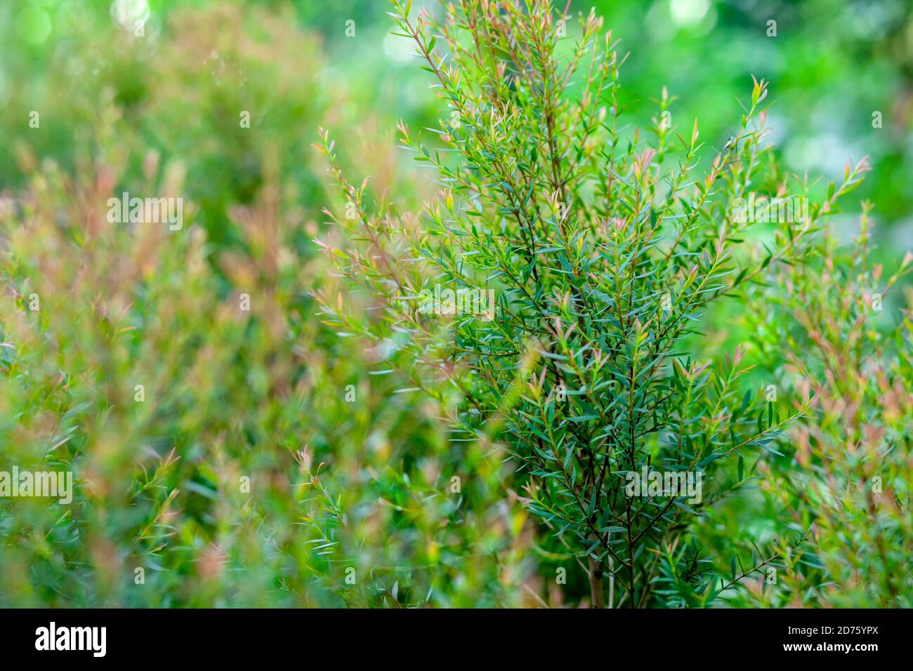 Thin-lean light green leaves background Stock Photo - Alamy
