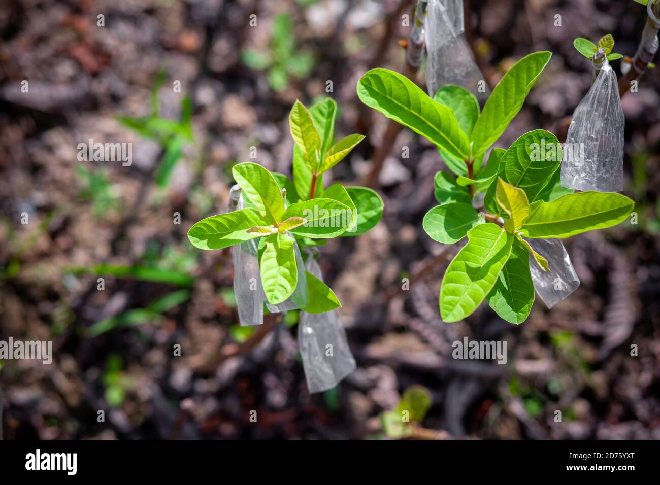 Sprouted leaves of guava tree. Guava seedlings lined up in the nursery ...