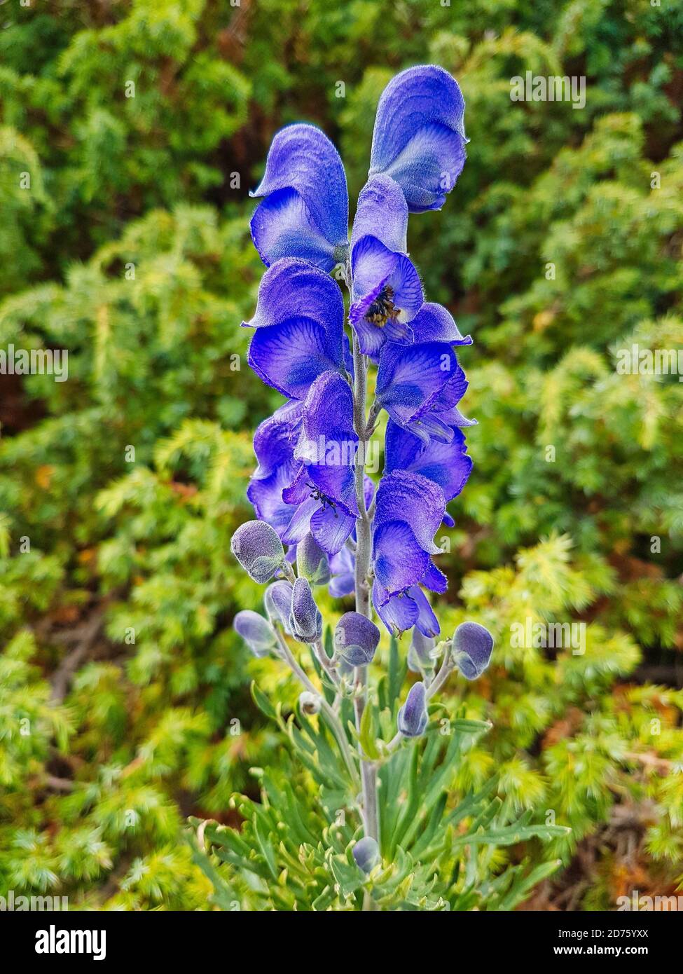Closeup of an aconite flower, a very toxic species Stock Photo - Alamy
