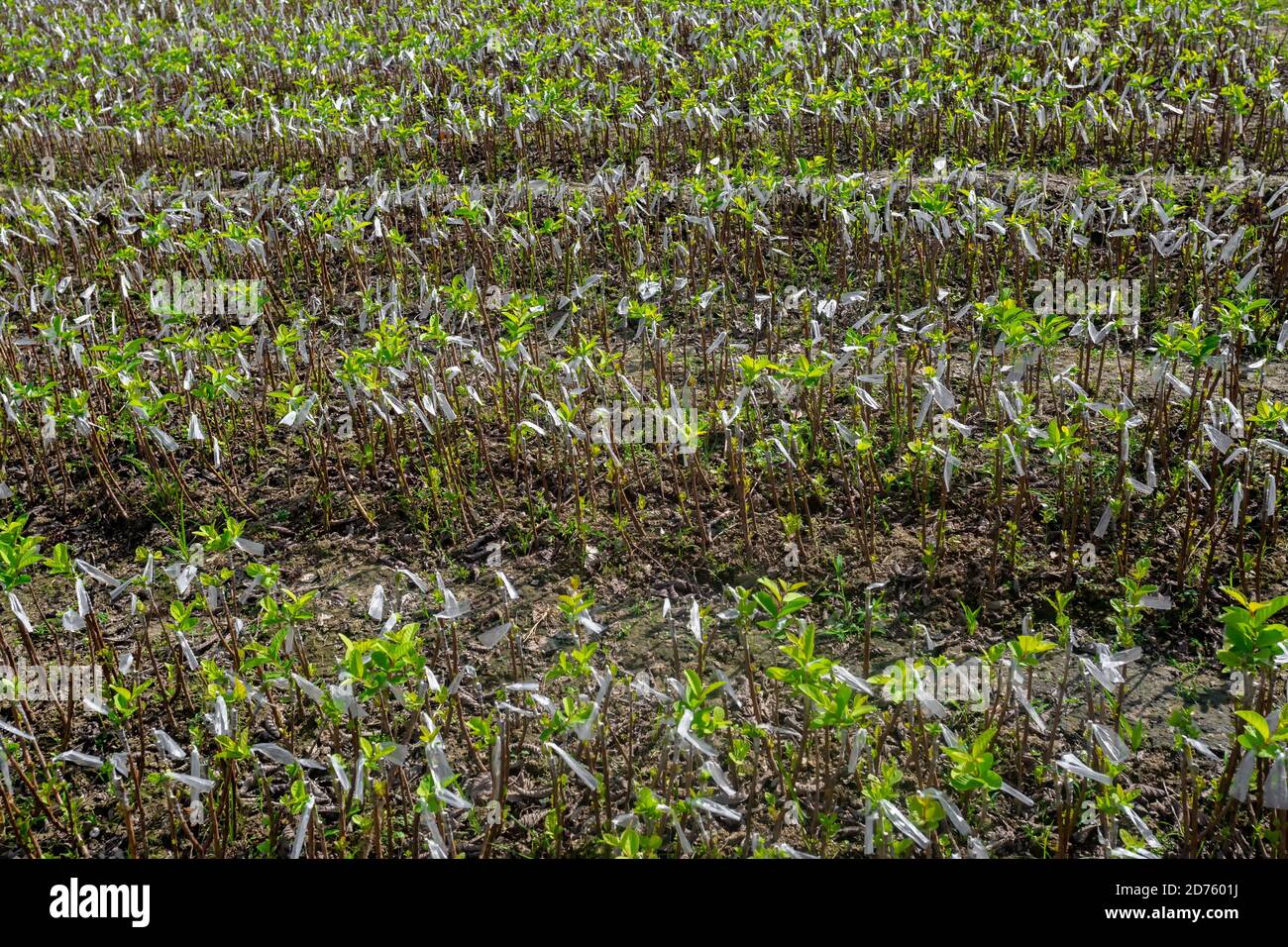 Sprouted leaves of guava tree. Guava seedlings lined up in the nursery ...