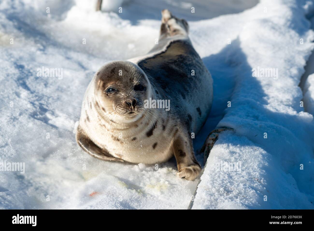 Belly fat animal hi-res stock photography and images - Alamy