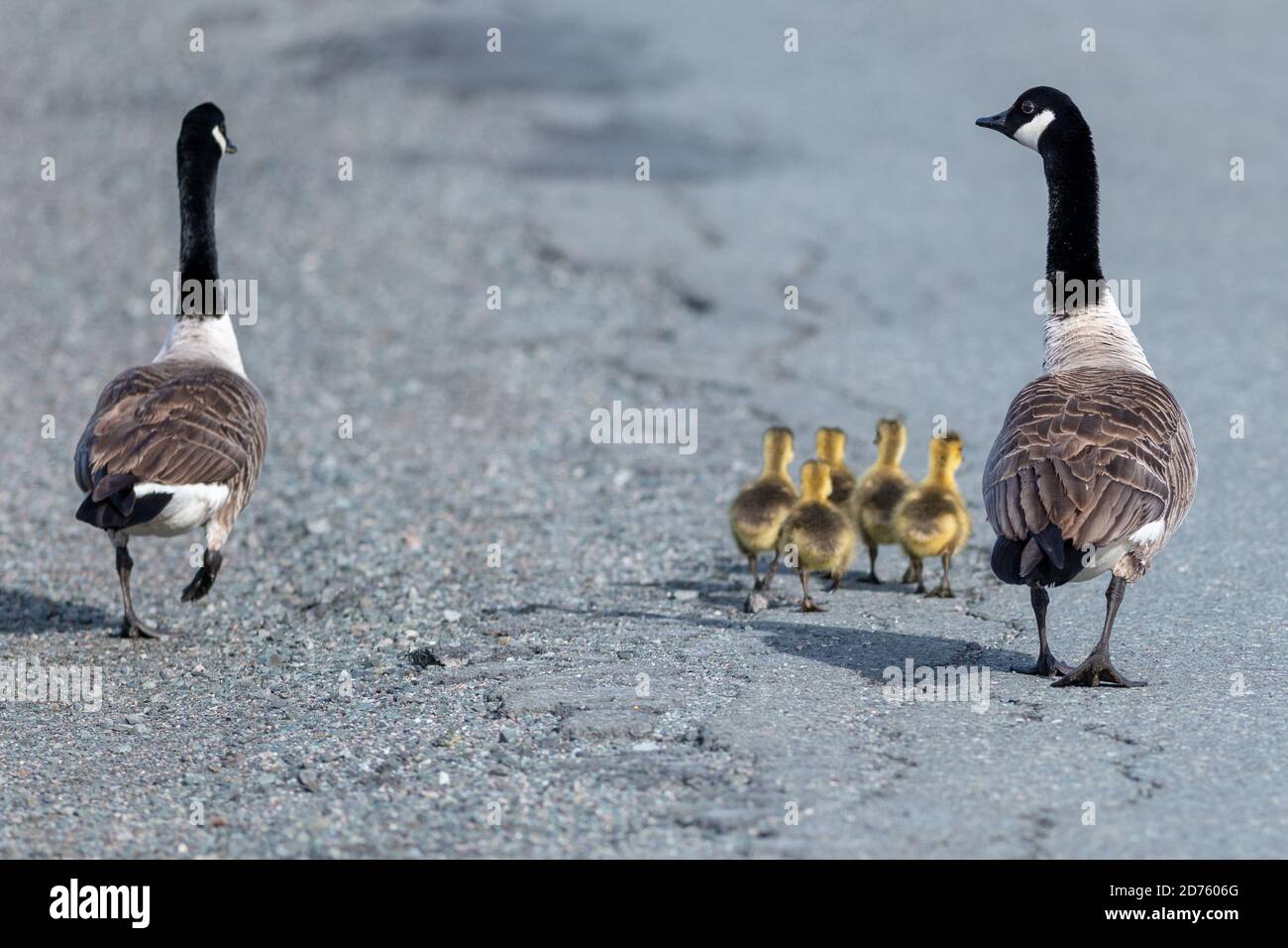 Family of canadian geese hi-res stock photography and images - Alamy