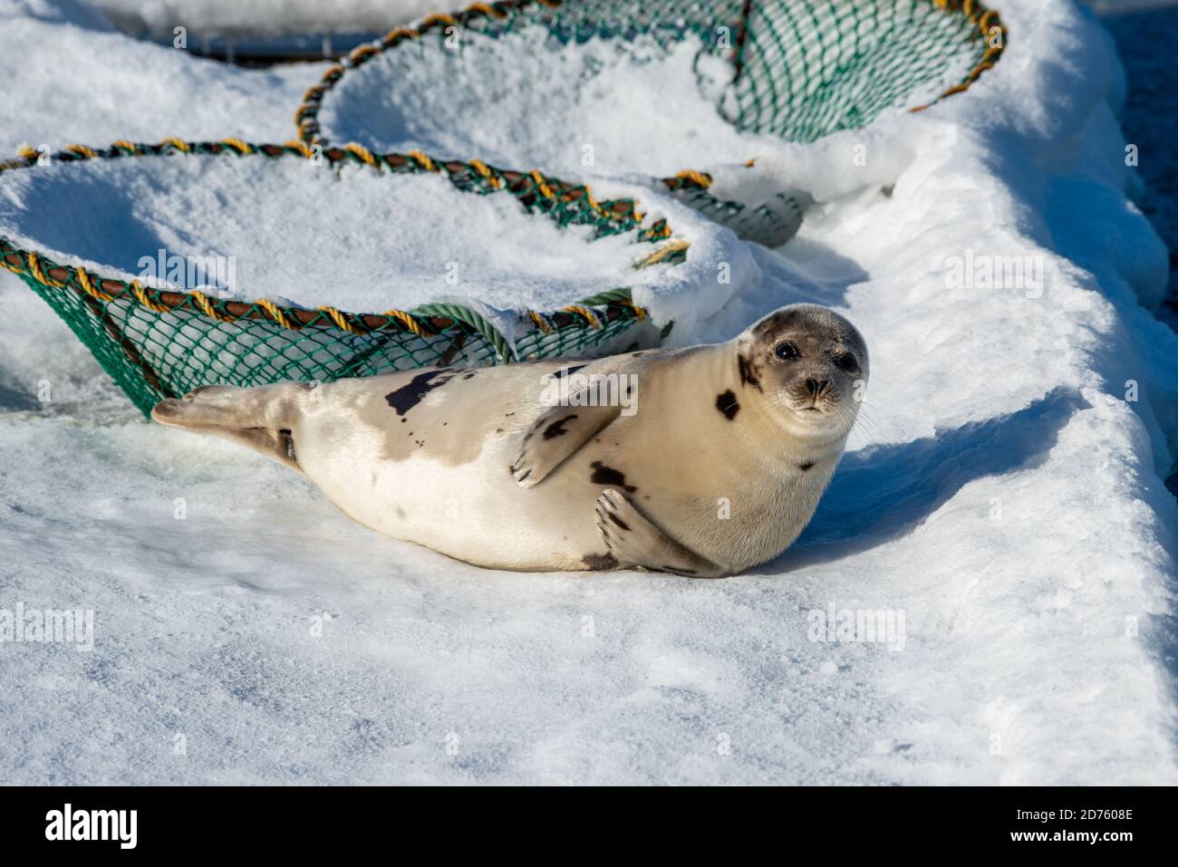 An adult gray harp seal lays on a white bank of snow and ice. The large ...