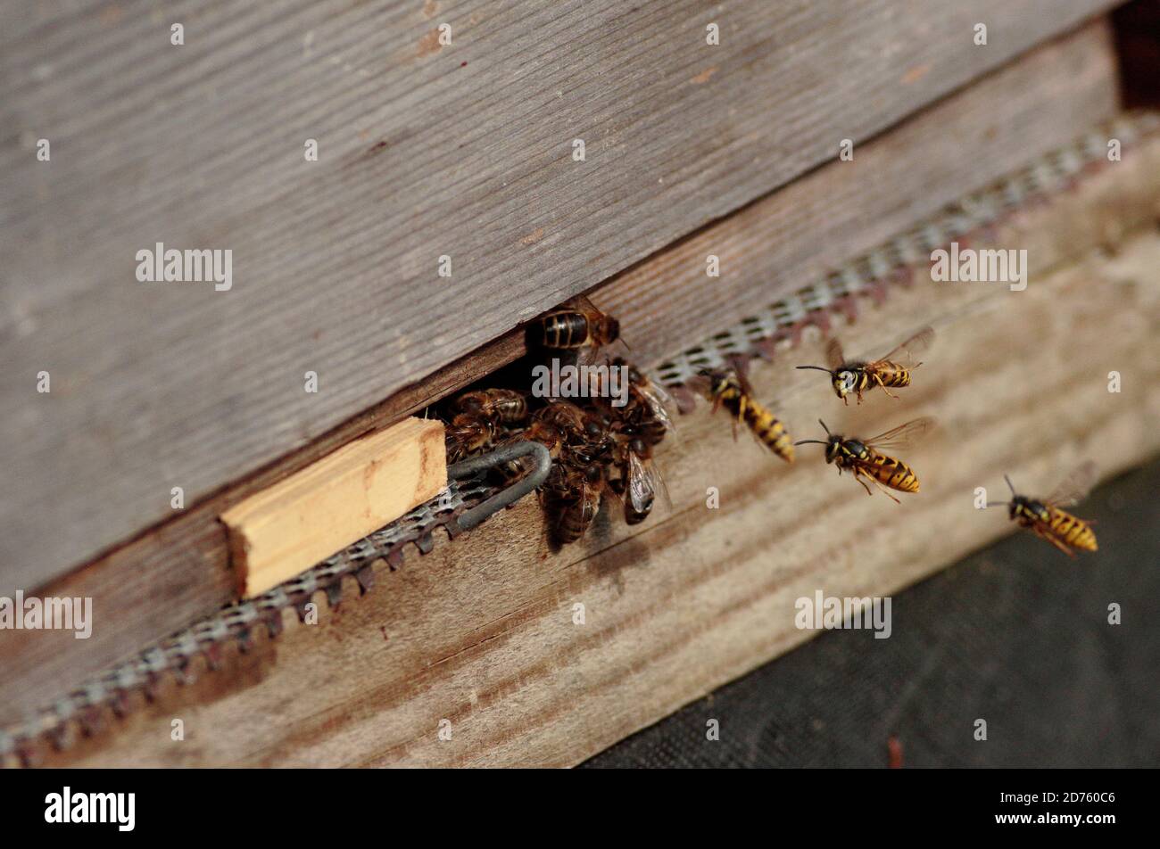 Bees and wasps hi-res stock photography and images - Alamy