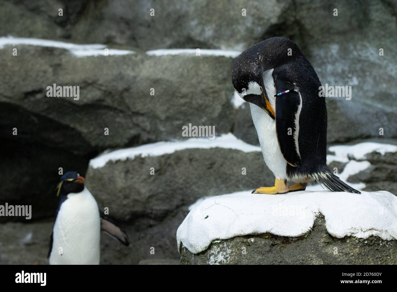 Penguin, Flightless Bird Stock Photo - Alamy