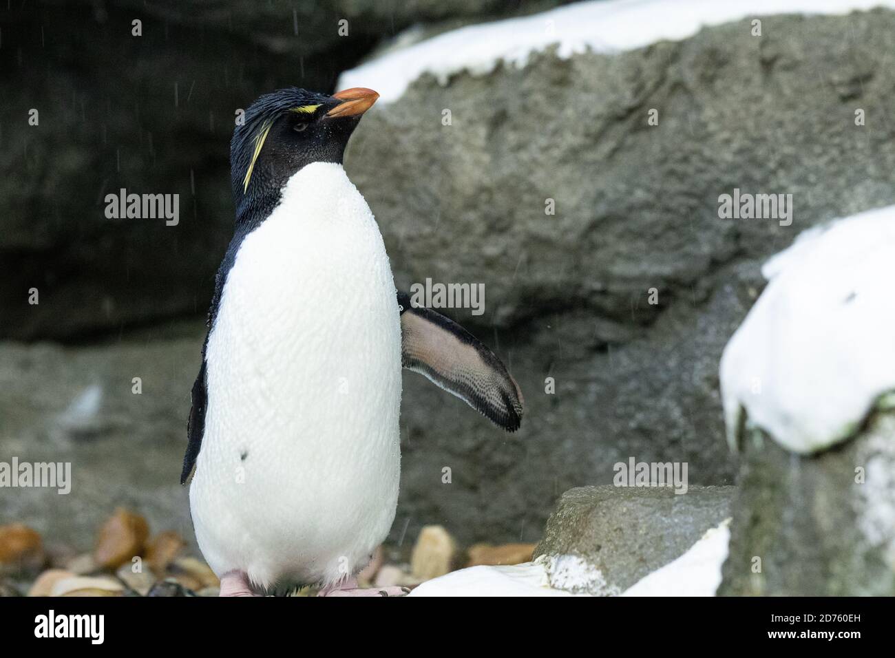 Penguin, Flightless Bird Stock Photo - Alamy