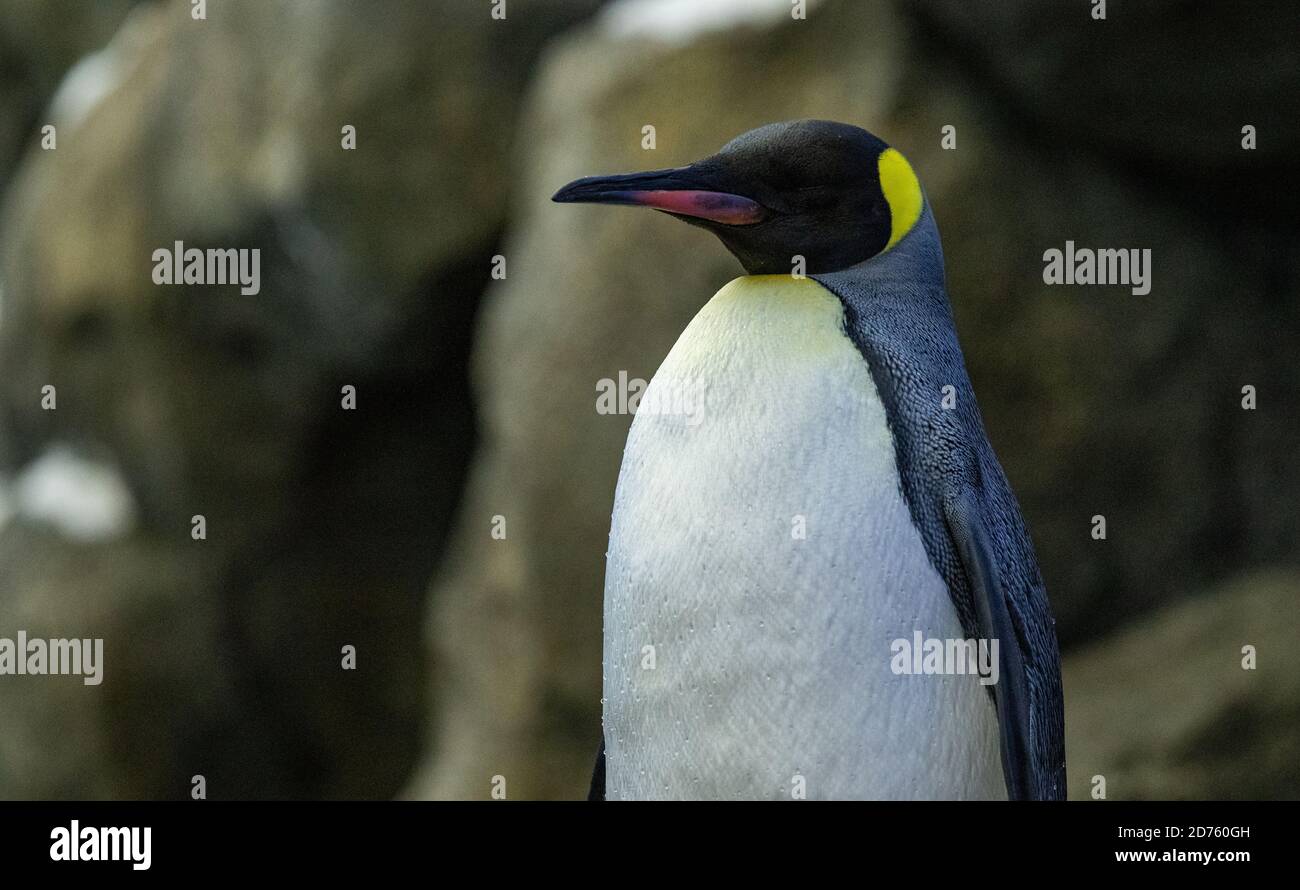 Penguin, Flightless Bird Stock Photo - Alamy