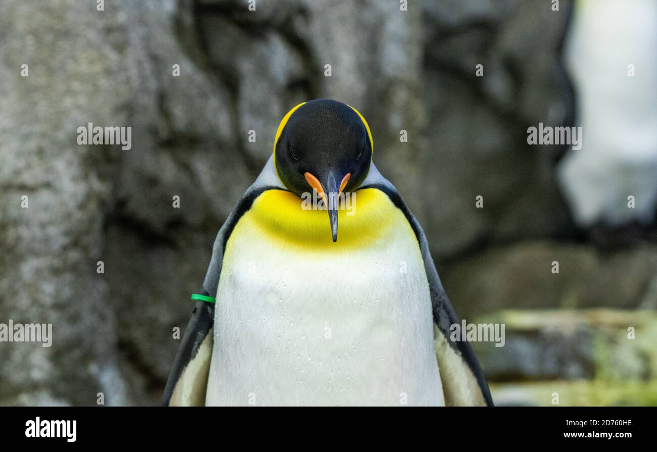 Penguin, Flightless Bird Stock Photo - Alamy