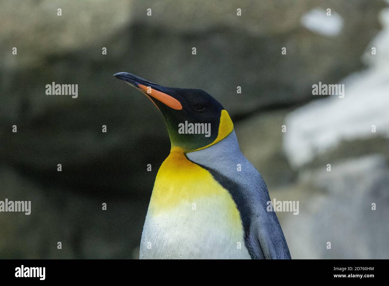 Penguin, Flightless Bird Stock Photo - Alamy