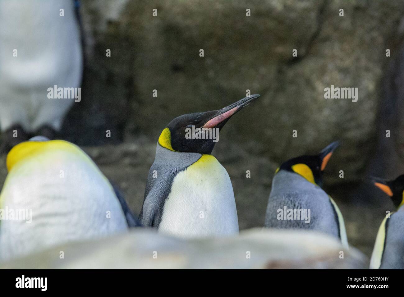 Penguin, Flightless Bird Stock Photo - Alamy