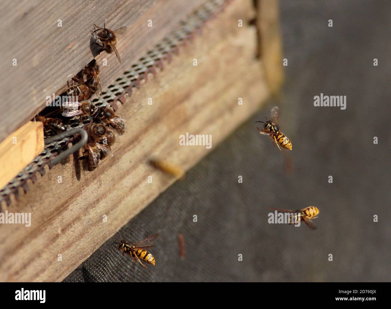 Wasps attacking Honey bees Stock Photo - Alamy