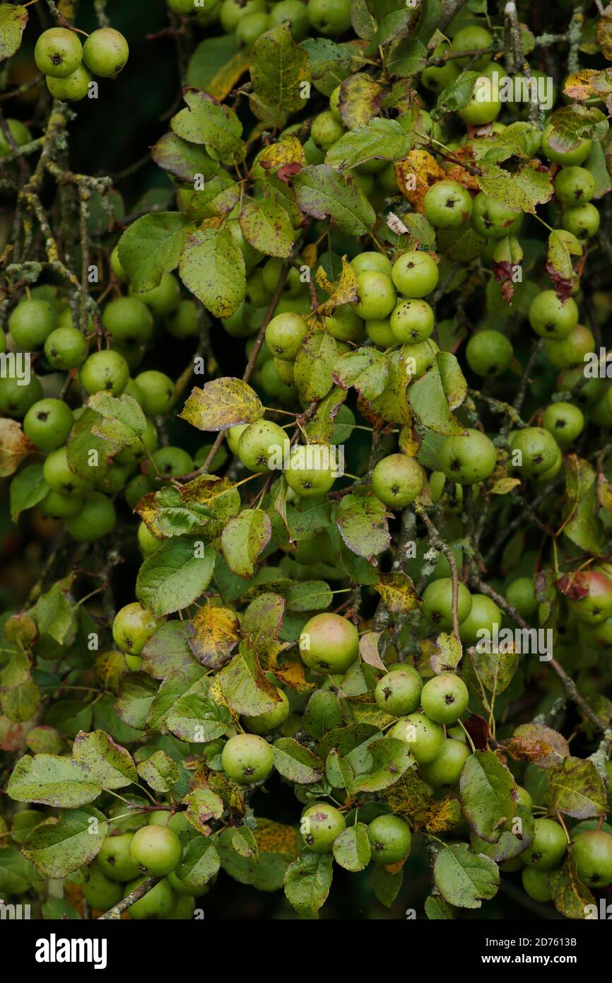 Crab photographs hi-res stock photography and images - Alamy