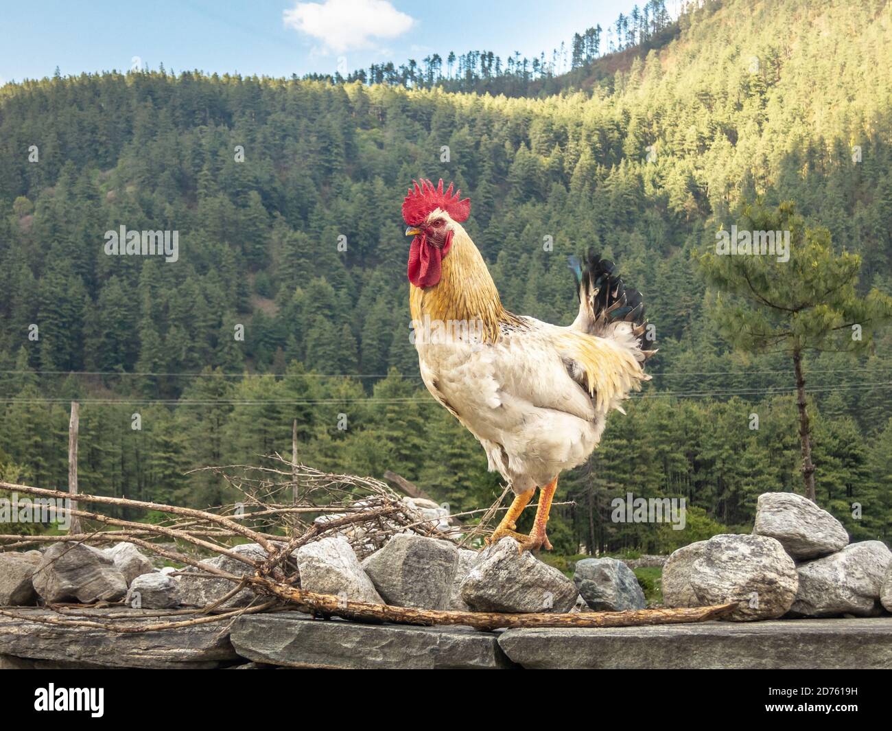 Roster rock hi-res stock photography and images - Alamy