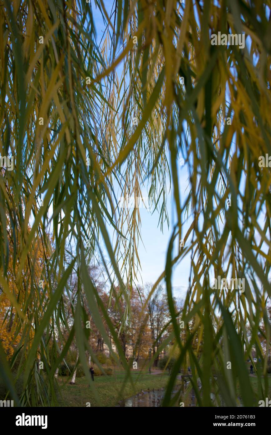 A close up of a willow tree Stock Photo - Alamy