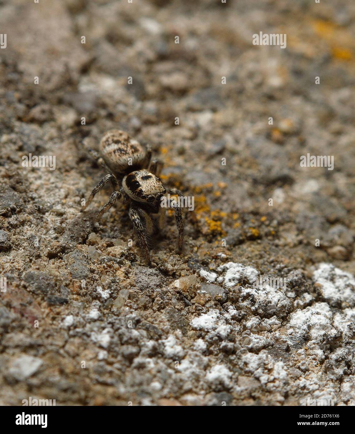 Zebra Jumping Spider Stock Photo - Alamy