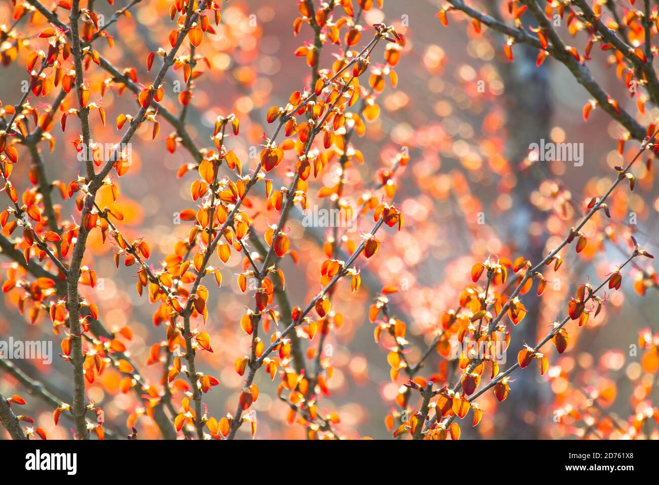 Colorful Spring Leaves Stock Photo - Alamy