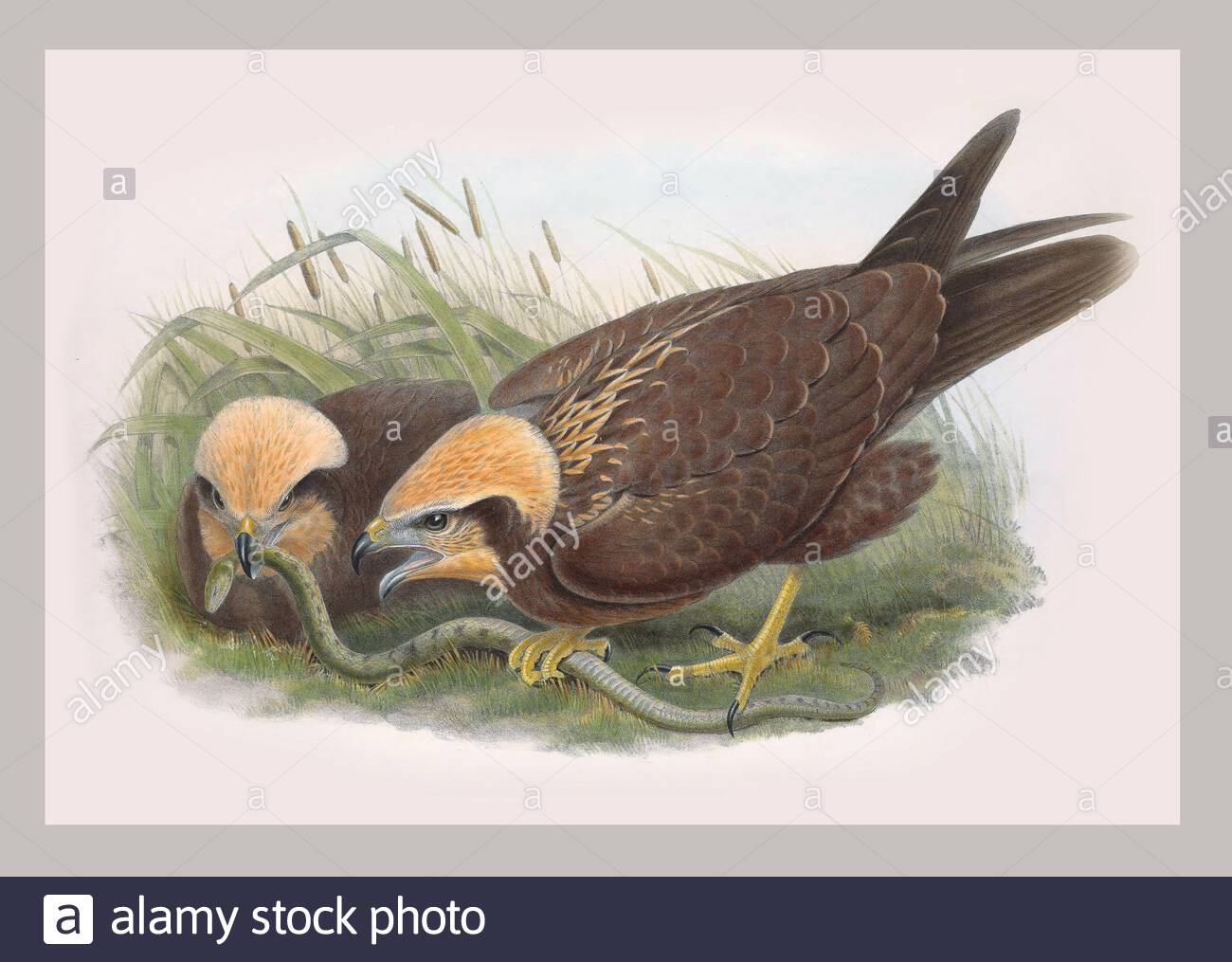 Save The Albatross High Resolution Stock Photography and Images - Alamy