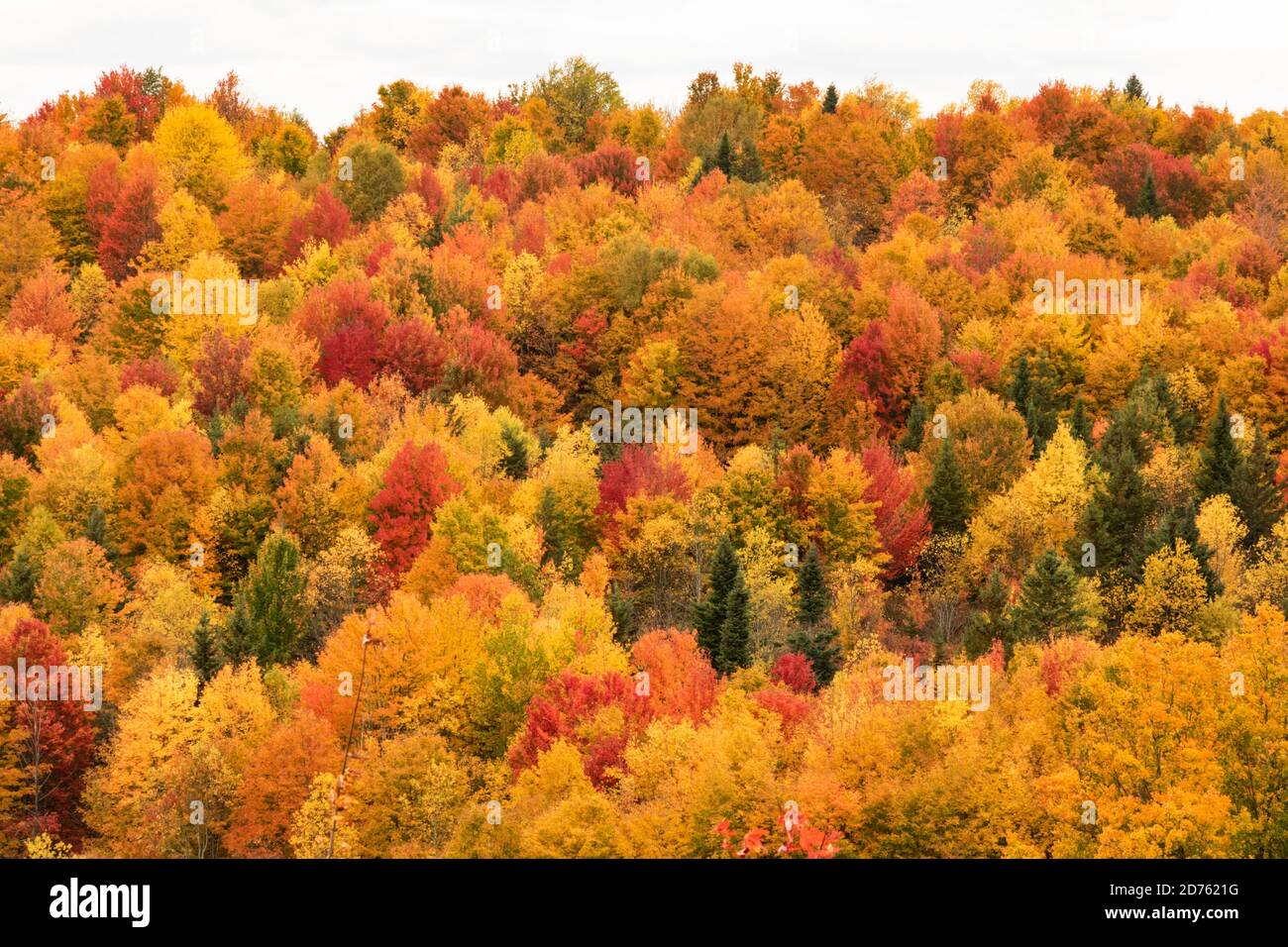 Awesome fall foliage colorful trees and scenic pathway Stock Photo - Alamy