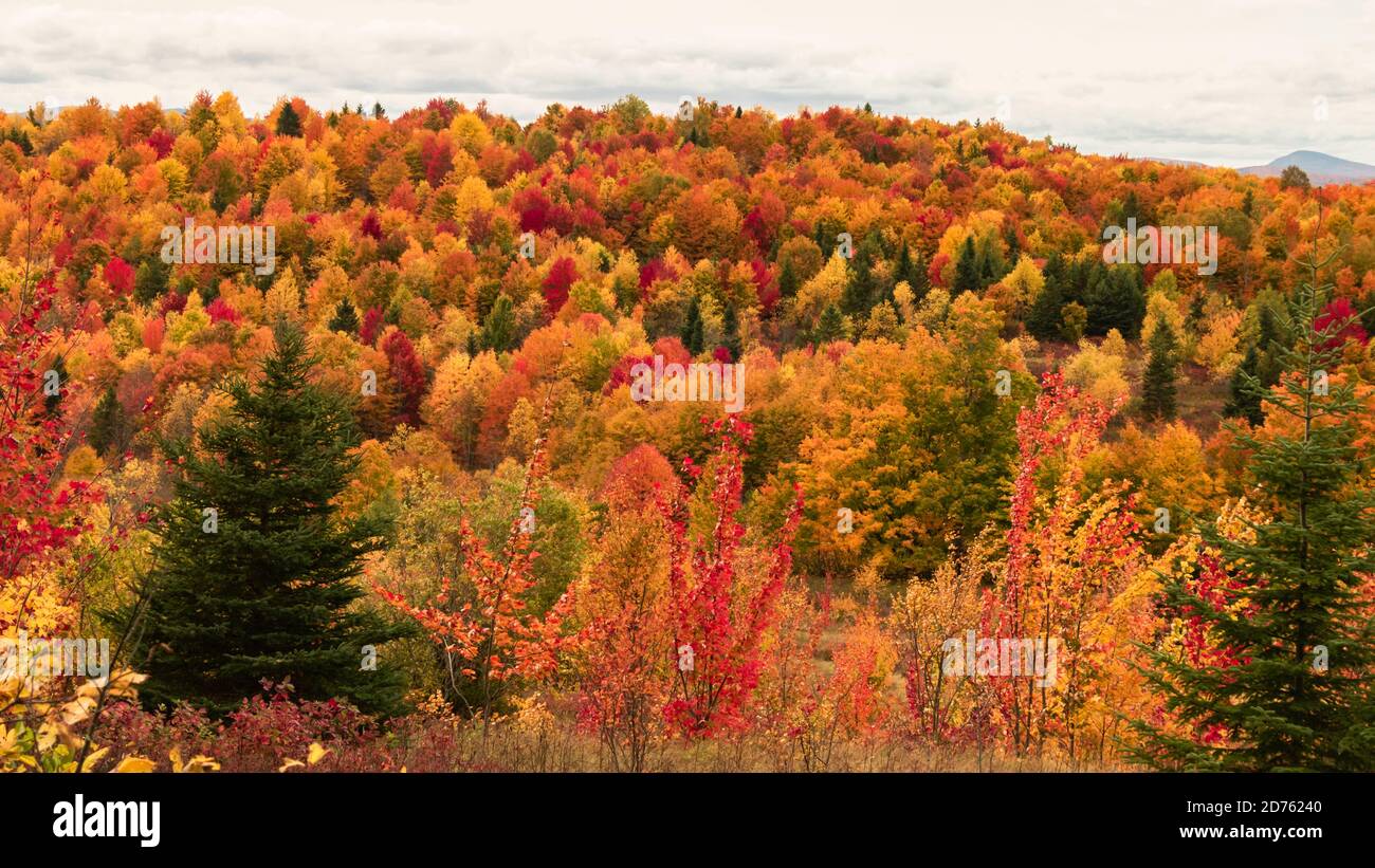 Awesome fall foliage colorful trees and scenic pathway Stock Photo - Alamy