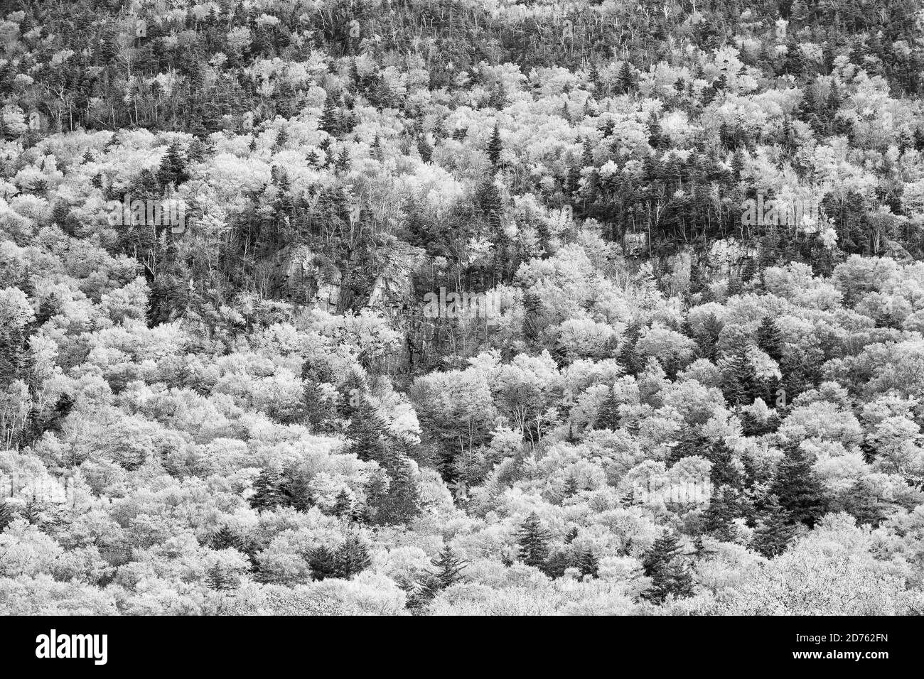 Mountain maple leaves Black and White Stock Photos & Images - Alamy