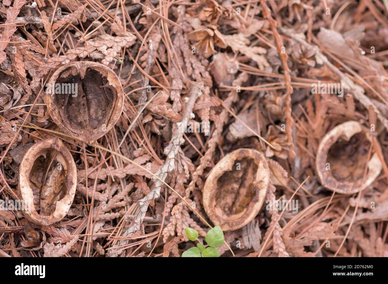 Selective focus shot of walnut shells on the ground Stock Photo - Alamy