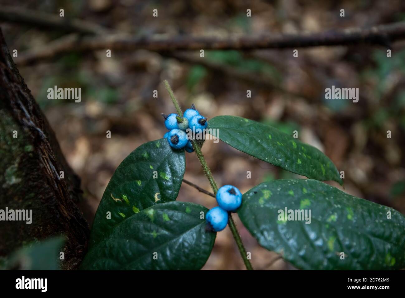 Wild blueberry summer forest - asian berry on plant tree nature fruit ...