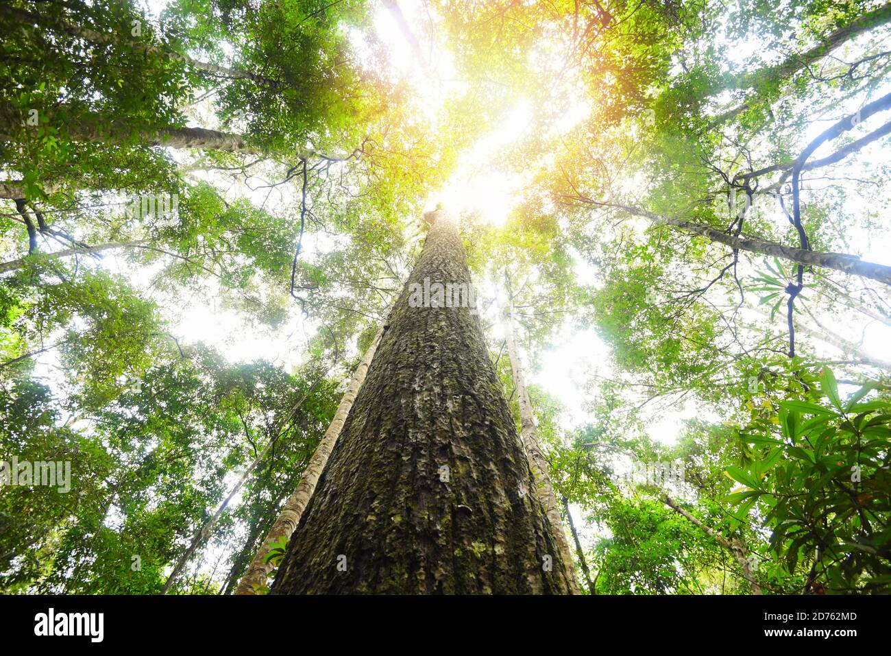 Green jungle tree with green leaves and sun light and plant detail ...
