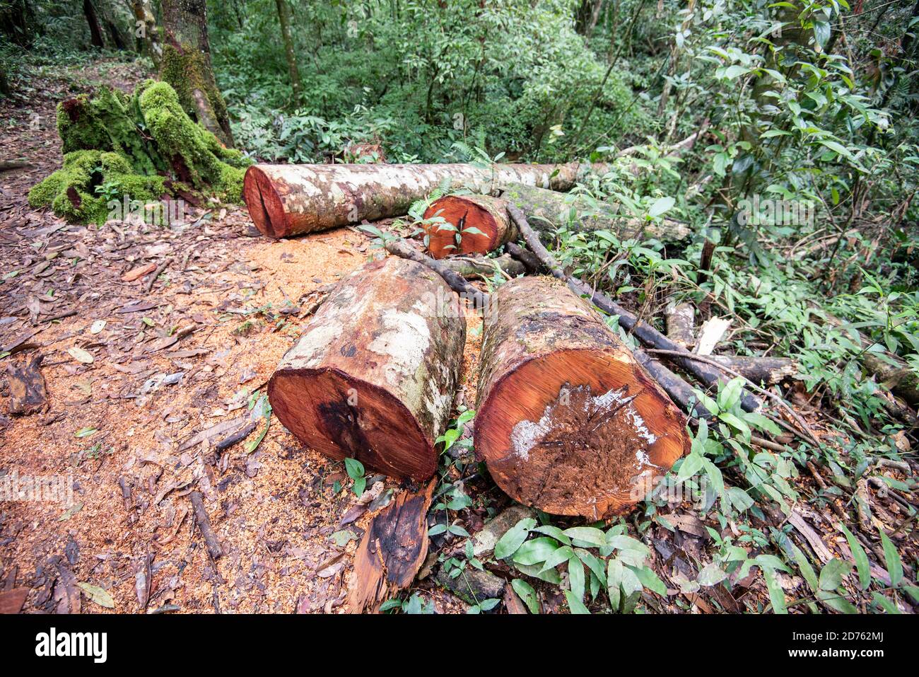 Deforestation environmental problem with chainsaw in action cutting ...